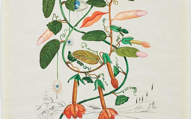 Salvador Dalí's Surrealist Plants at Denver Botanic Gardens | Art & Object