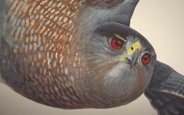 Bird Illustrator David Allen Sibley | Art & Object