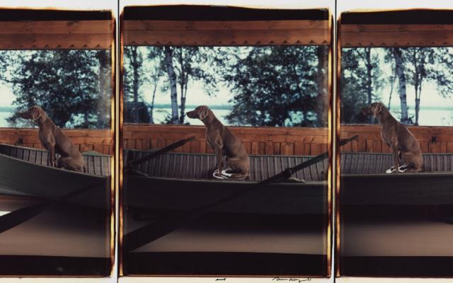 Inside the World of William Wegman | Art & Object